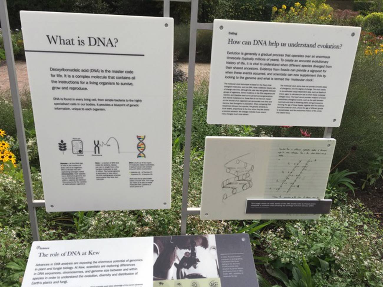 Great Pagoda and Agius Evolution Garden | Kew Guild